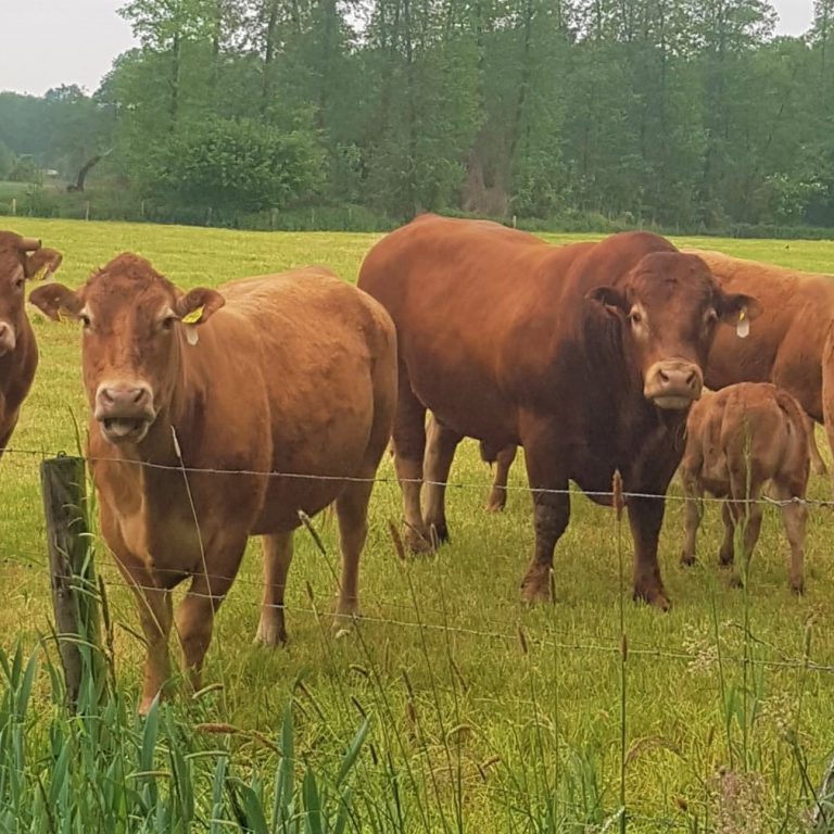 Kaatzhof – Fleisch vom Limousin-Rind